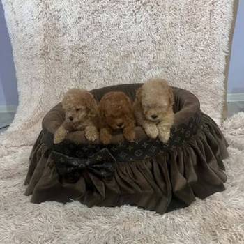 Toy pudle, prelepe, ekstra malog rasta ❲ 600 eur ❳