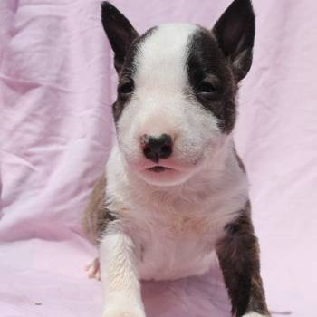 Mini Bull Terijer štenci ❲ 1 eur ❳