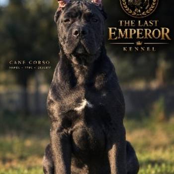 Cane Corso žensko štene ❲ 1 eur ❳