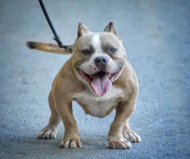 AMERICAN BULLY POCKET MUZJAK I ZENKA 2.5G