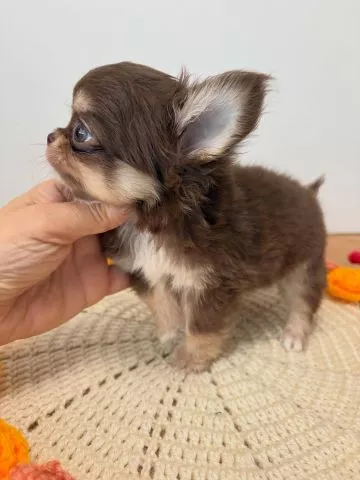 CHIHUAHUA PUPPY AVAILABLE FOR ADOPTION