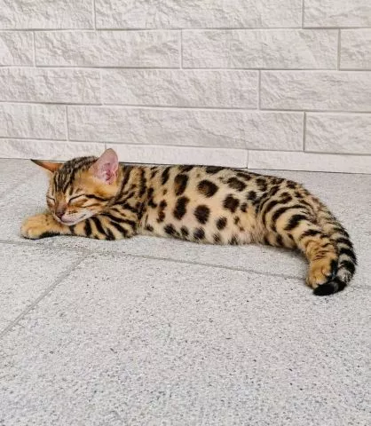 MMAESTRO_BENGAL MACICI