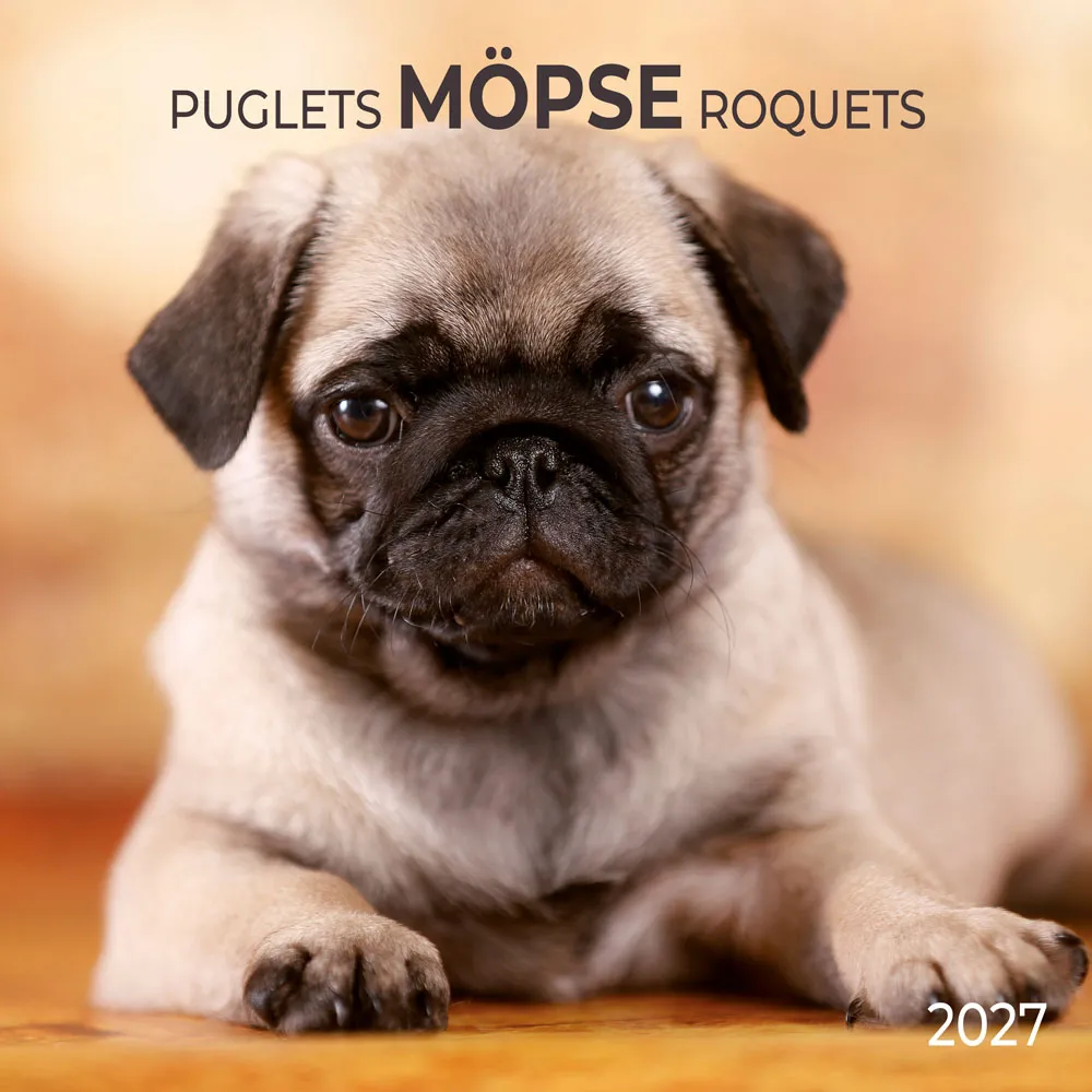 TUSHITA zidni kalendar MOPSE/PUGLETS 2027