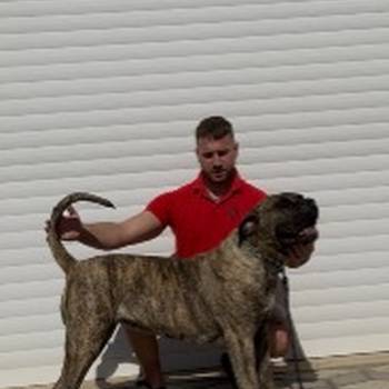 Presa Canario ženka ❲ 1 eur ❳