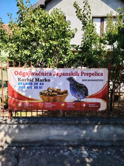Oplodjena jaja američke texas prepelice