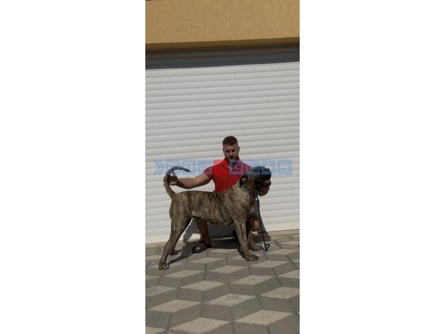 Presa Canario ženka