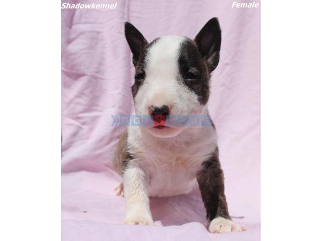 Mini Bull Terijer prelepi štenci