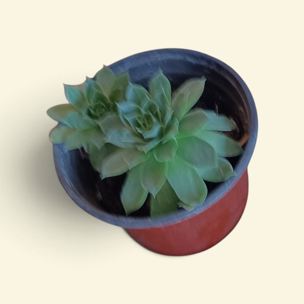 Sukulenta u saksiji – Sempervivum (čuvarkuća) - Biljka sa dve rozete