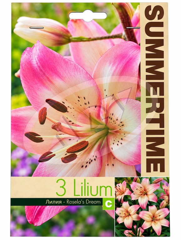 LUKOVICE LILIUM LJILJANI