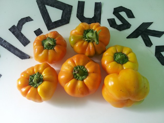 Paprika Alaku sarga szentes blago ljuta 100 semena