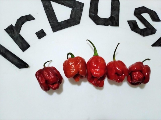 Papricica cili- Trinidad scorpion red 40 semena