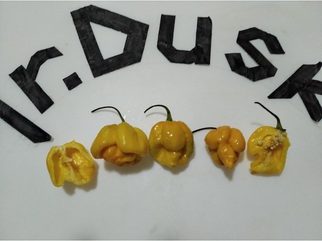 Papricica cili- Trinidad scorpion yellow 40 semena