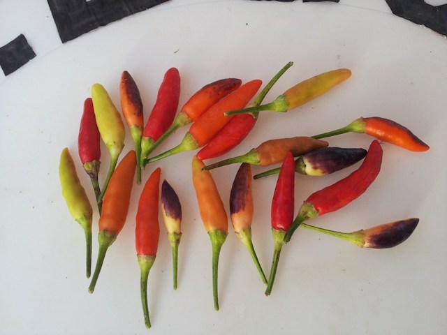 Papricica Numex easter rainbow 200 semena
