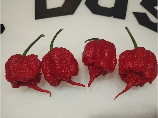 Papričica čili Caroline Reaper 6 semena