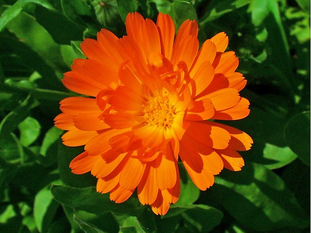 NEVEN (Calendula officinalis) - 50 SEMENA
