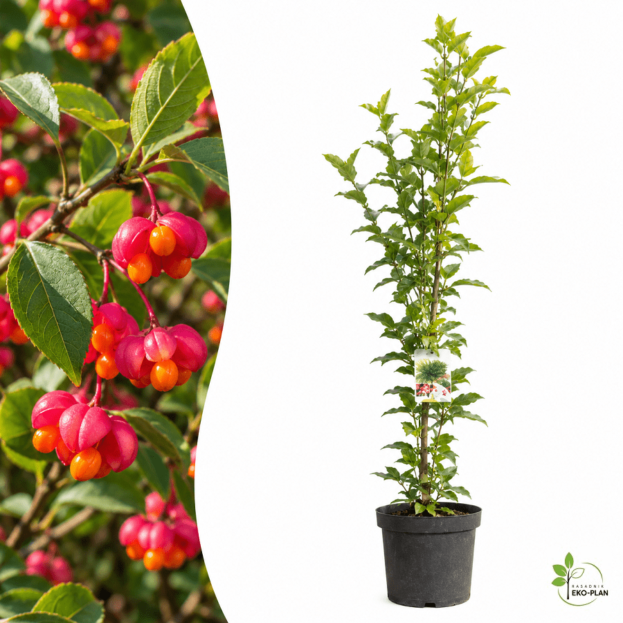 Euonymus europaeus – Evropska kurika 60–80 cm