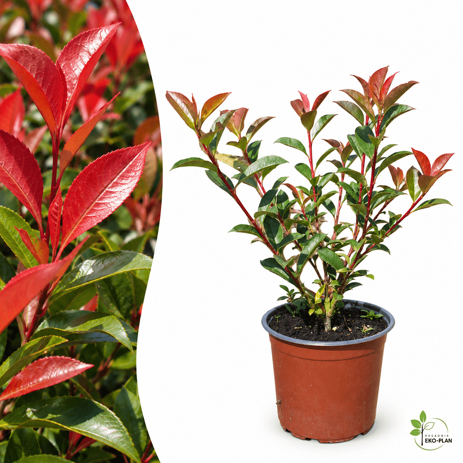 Photinia fraseri Compacta – Fotinija Compacta 40–50 cm