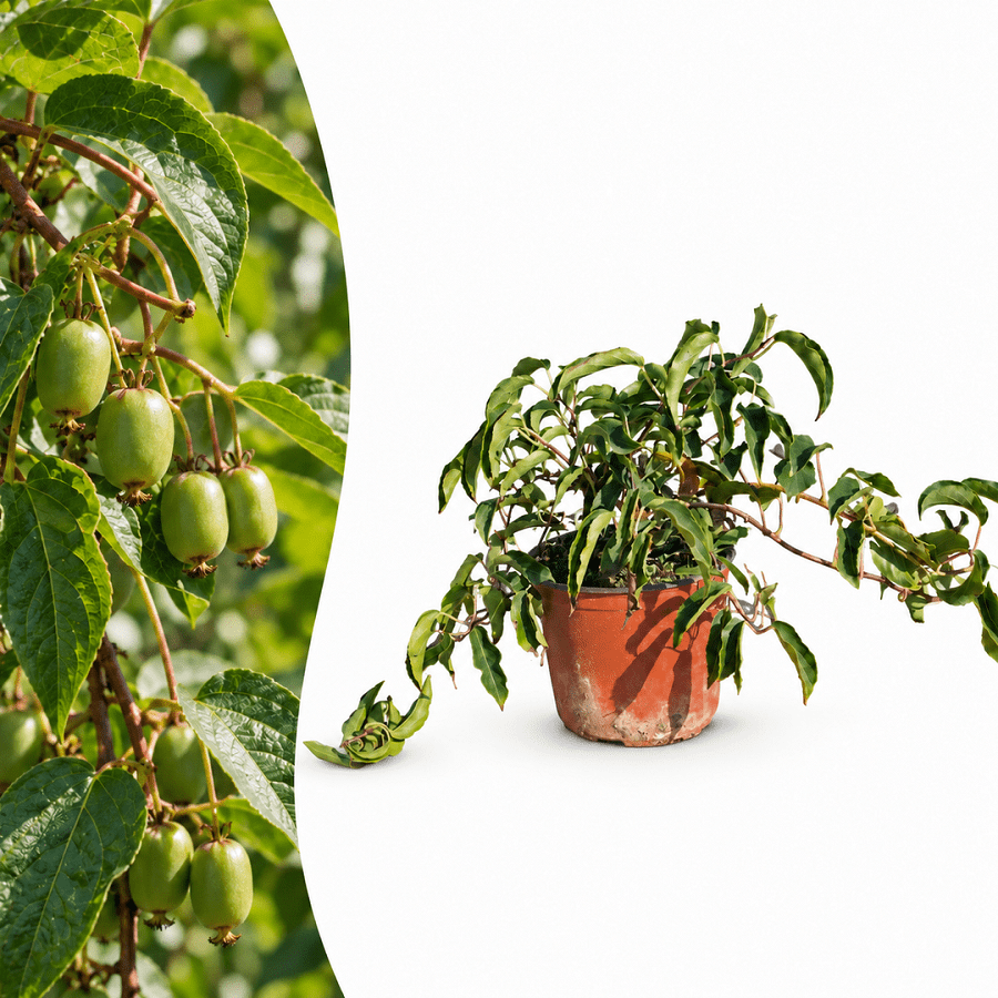 Actinidia arguta – Sibirski kivi 2 L