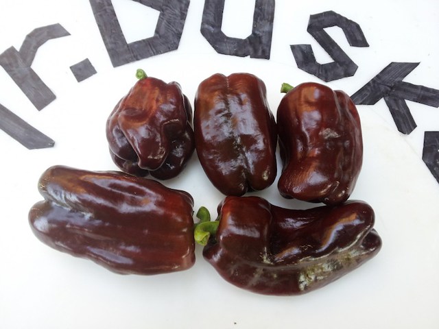 Paprika Chocolate beauty 100 semena