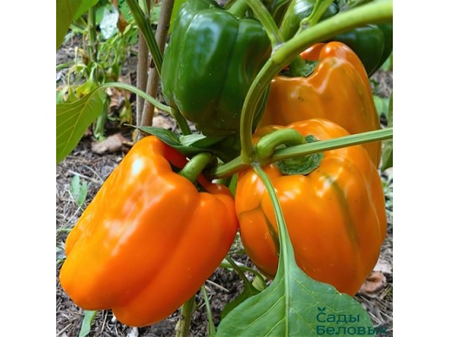 Paprika Kalifornijsko čudo oranž 50 semena