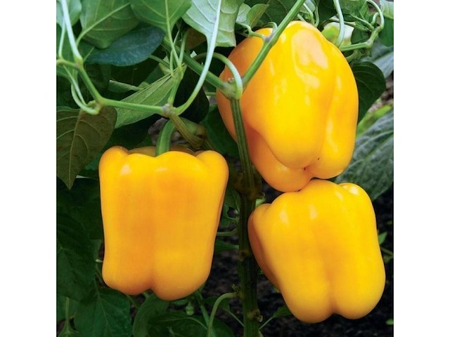 Paprika Kalifornijsko čudo žuto 50 semena