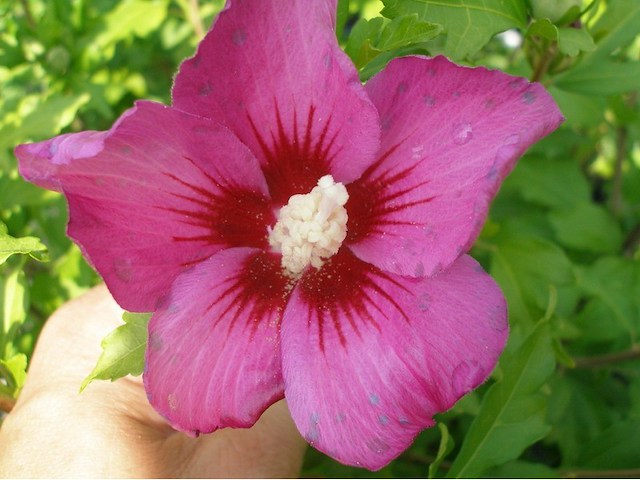Baštenski hibiskus ROZI - 3 SADNICE