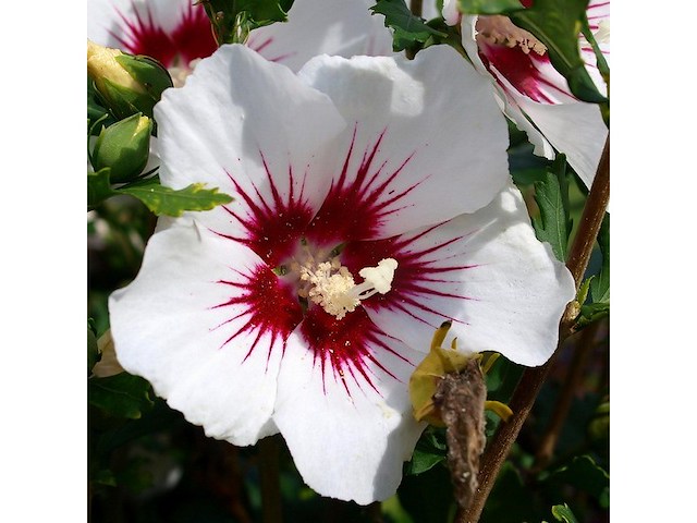 Baštenski hibiskus BELI - 3 SADNICE