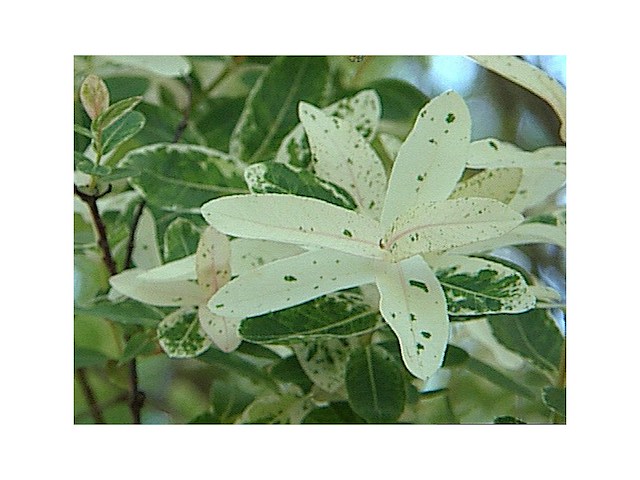 Ukrasna vrba - Salix integra hakuro-hishiki