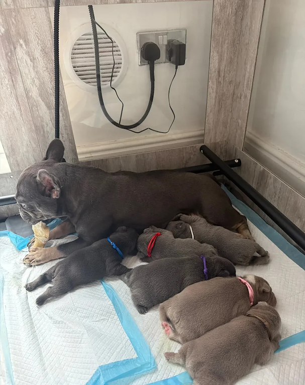 Beautiful French Bulldog Puppies
