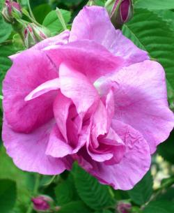 MAJSKA RUZA - Rosa damascena 1 god.