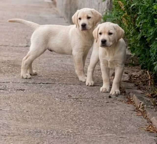 ZENKE LABRADOR RETRIVER