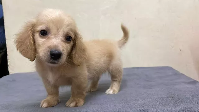 DACHSHUND PUPPY AVAILABLE FOR ADOPTION