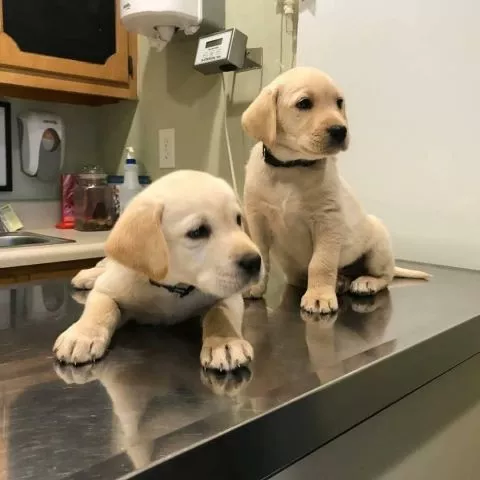 PREKRASNI ŠTENCI LABRADORA RETRIVERA – PRIJATELJSKI NASTROJENI I ODANI