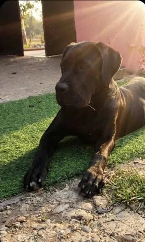 CANE CORSO MLAD PAS