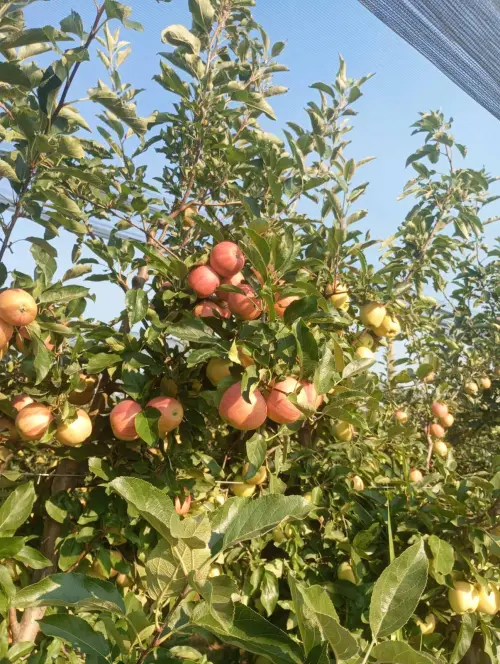 Jabuke gala za industriju, 30 din po kg