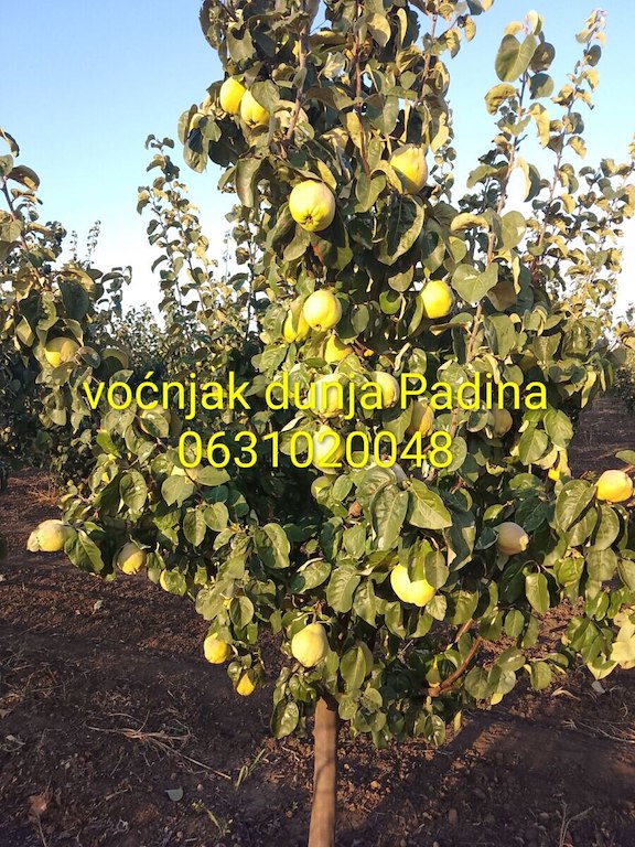Prodajem Dunje za preradu