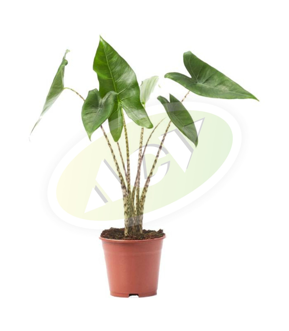 ALOCASIA U SAKSIJI