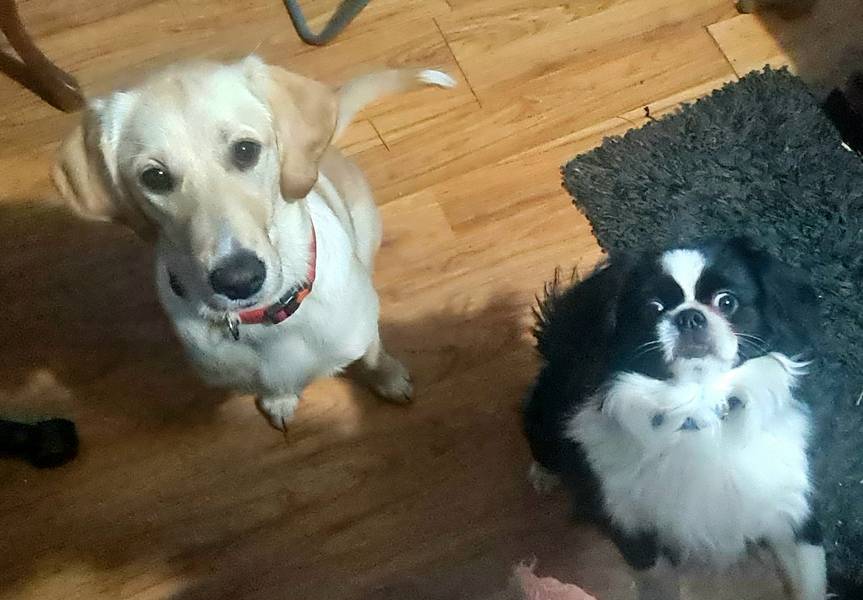 Pet sitter Niš