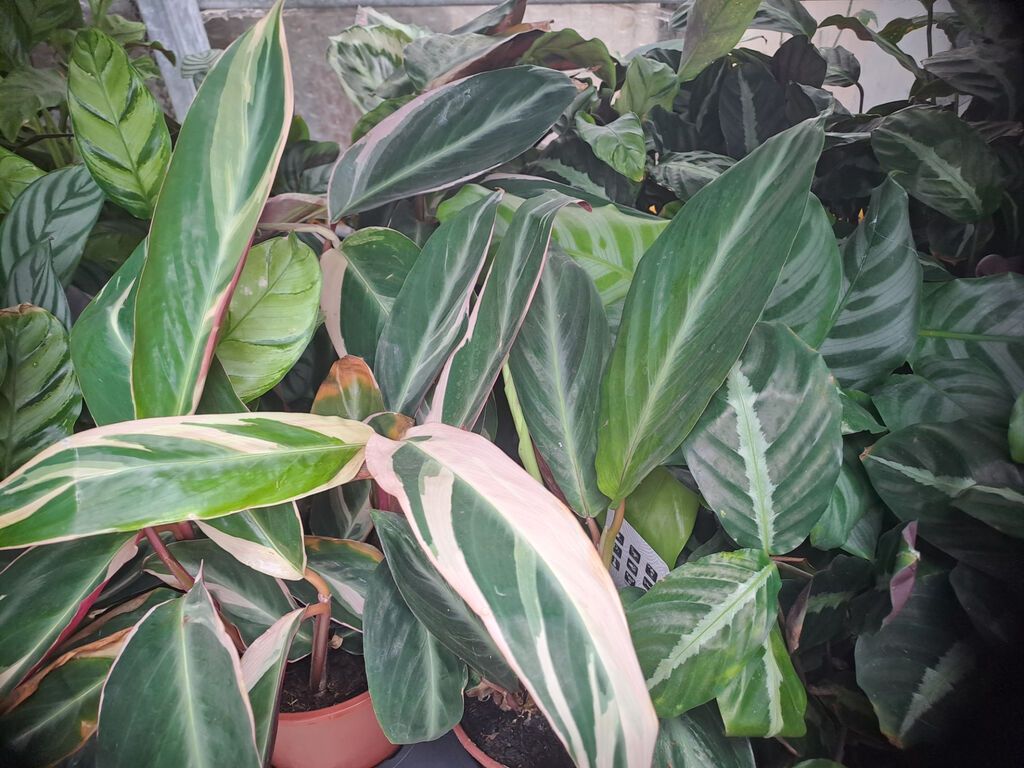 Calathea, razne vrste, kvalitetne biljke, pogodne za sve vrste