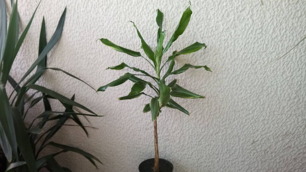 Dracena Golden Coast, 1 metar visina