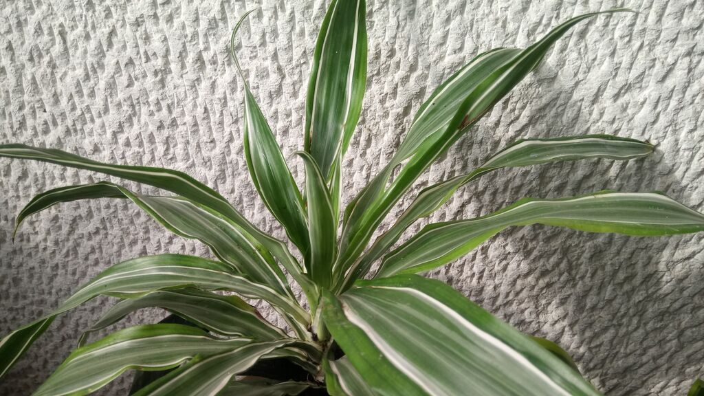 Dracena White Bird, velika, izuzetno raskošnog rasta