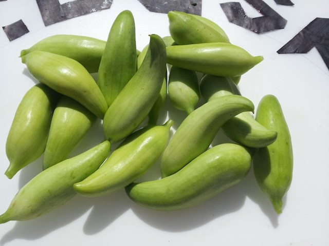 Krastavac starih Inka ,, Cyclanthera pedata ,12 semena
