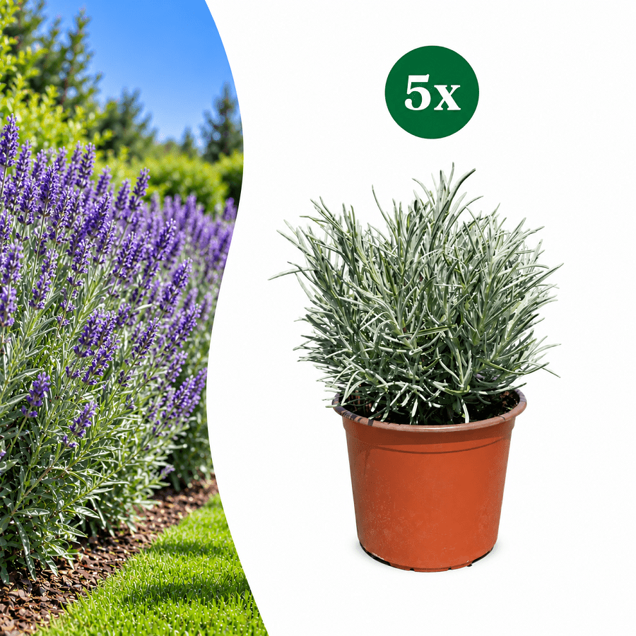 Lavanda 2 L – paket 5 sadnica