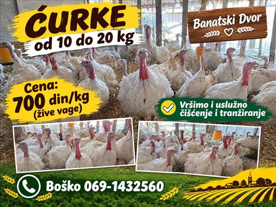Ćurke – 10 do 20 kg