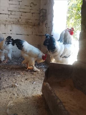 Bela brama ,somborka kaporka,australorp