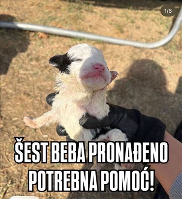 Hitno! Bačeni u kutiji prevoz obezbedjen