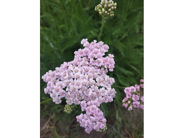 Hajdučka trava roze boje 0,1 g (oko 800 semena)