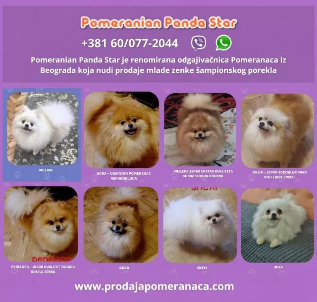 POMERANAC PSI NA PRODAJU