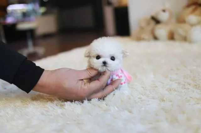 MALTESE PUPPY AVAILABLE FOR ADOPTION