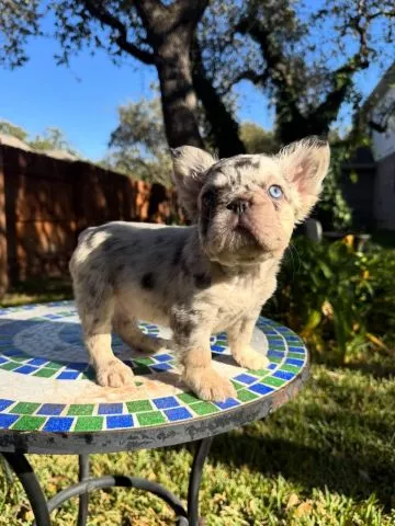 FRENCH BULLDOG AVAILABLE FOR ADOPTION